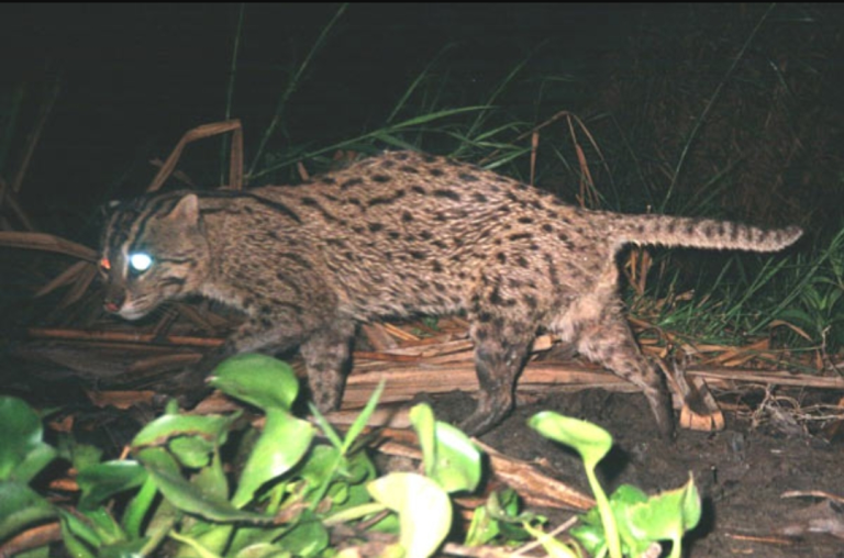 Mengenal Ras Kucing Khas Indonesia yang Unik dan Langka – Leet Media