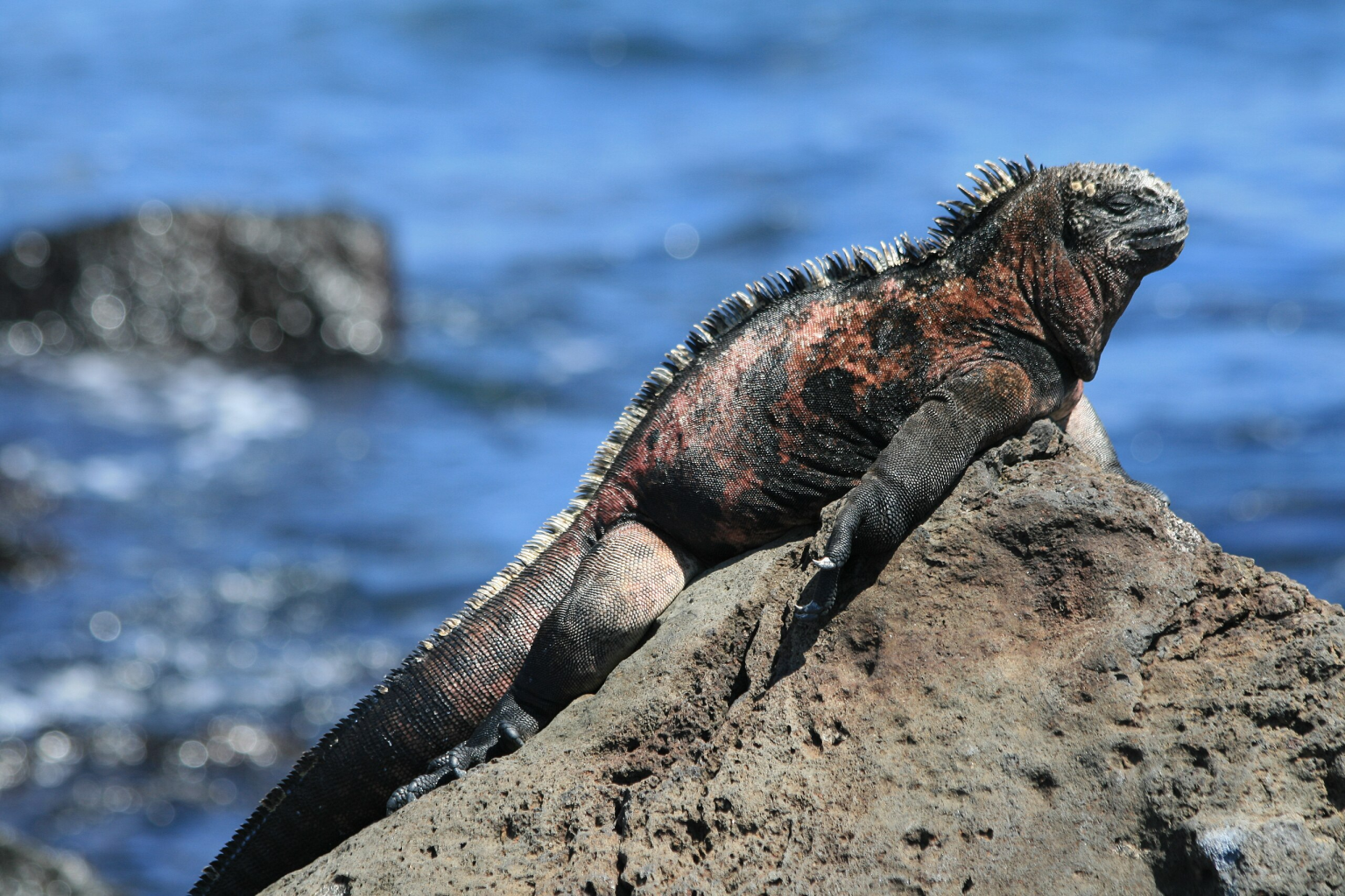 Marine Iguana, Si Kadal Laut Mirip “Godzilla” yang Hanya Bisa Ditemui ...